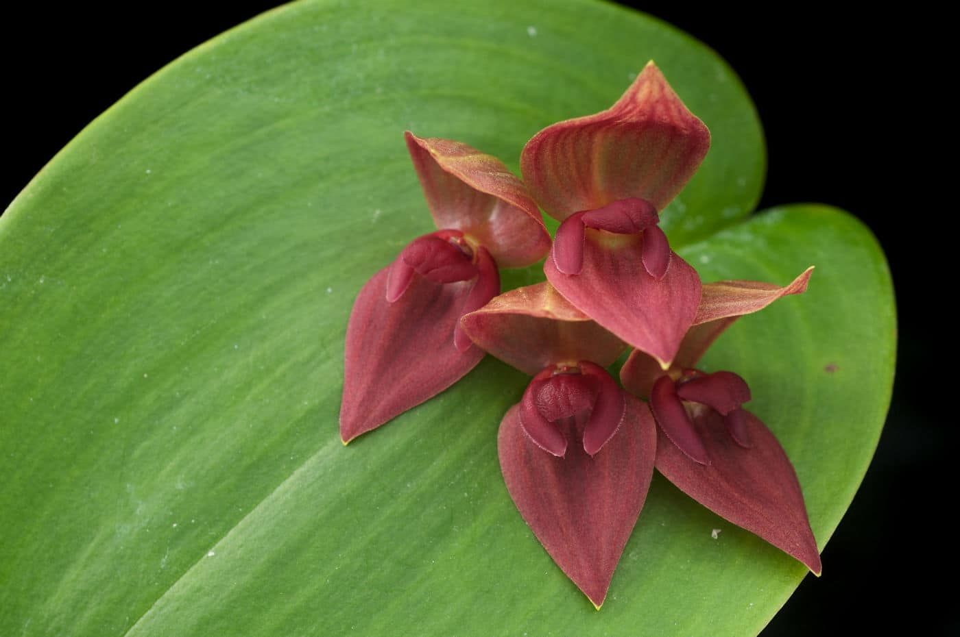 Orchid Digest Photo Gallery | Stunning Orchid Images