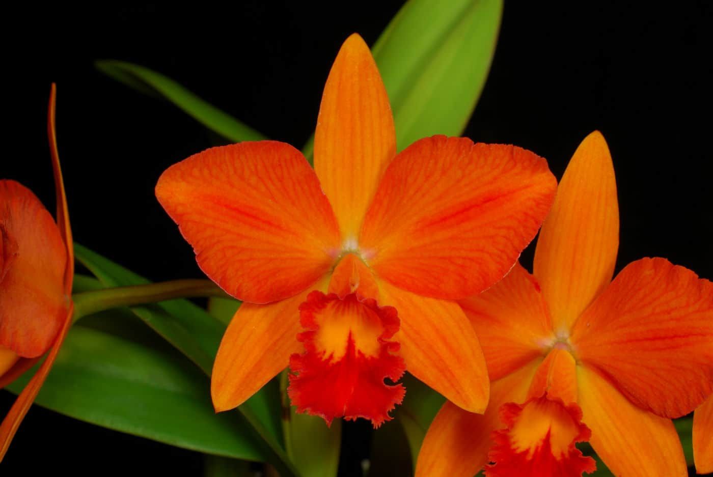 Orchid Digest Photo Gallery | Stunning Orchid Images