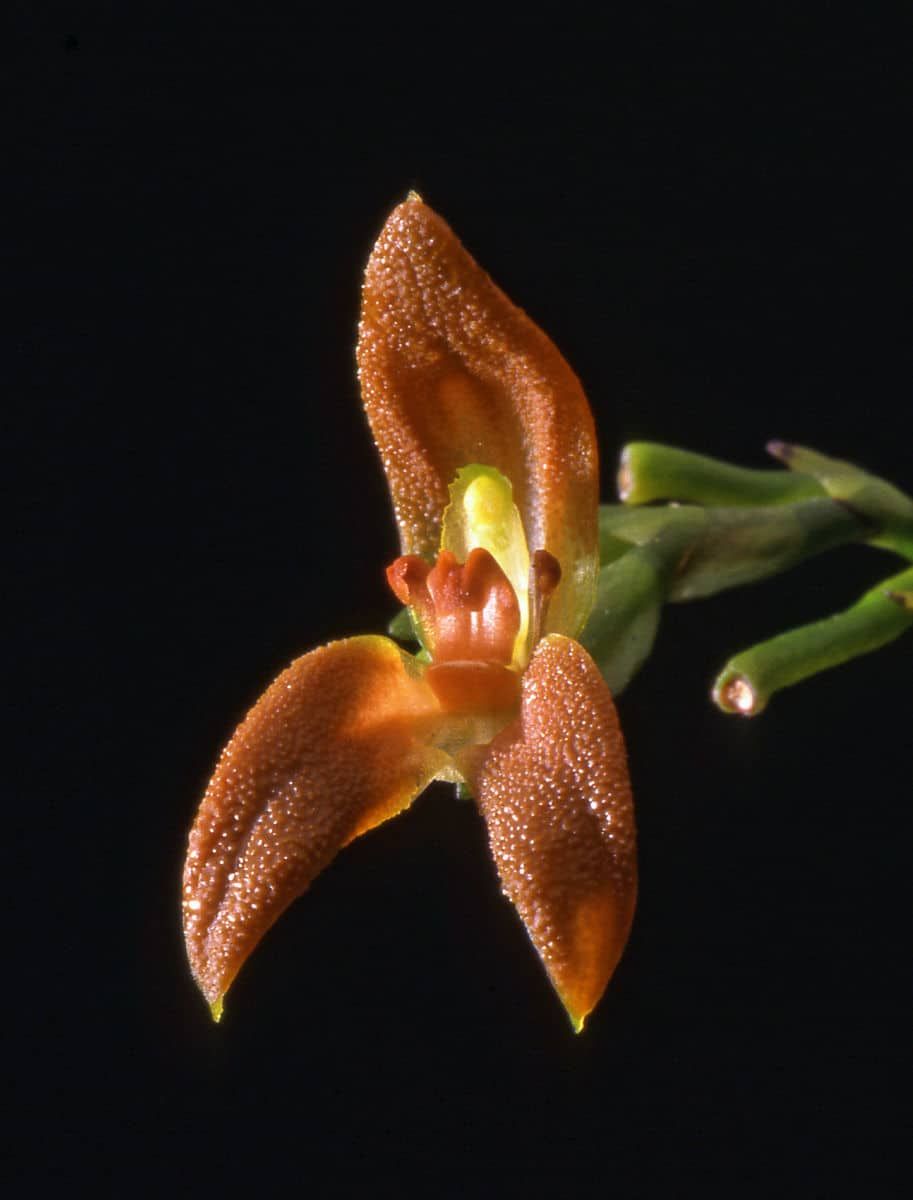 Orchid Digest Photo Gallery | Stunning Orchid Images