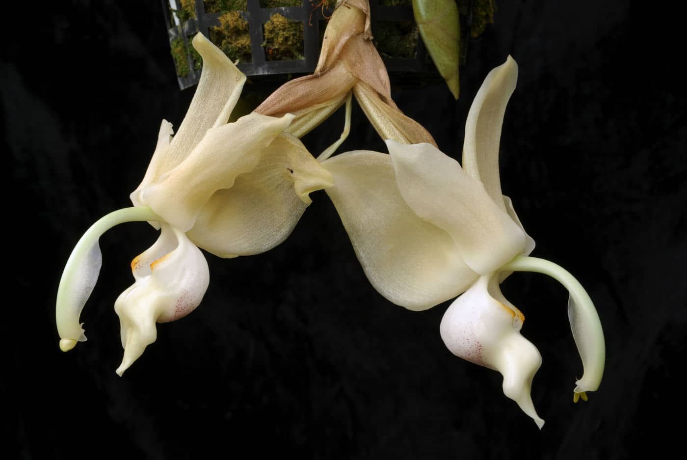 Orchid Digest Photo Gallery | Stunning Orchid Images