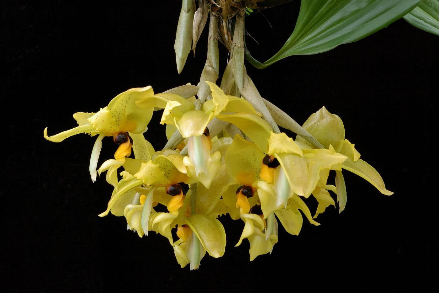 Orchid Digest Photo Gallery | Stunning Orchid Images