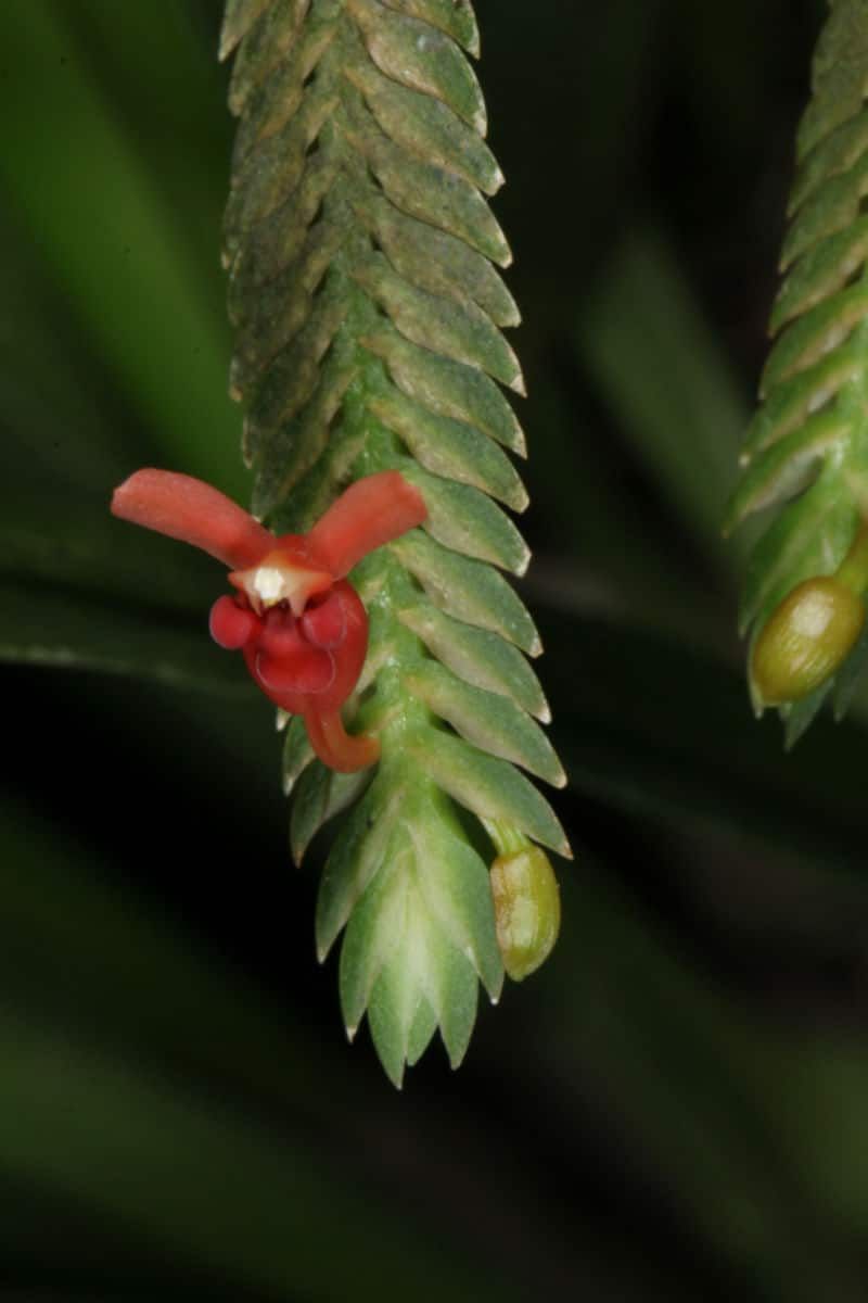 Orchid Digest Photo Gallery | Stunning Orchid Images