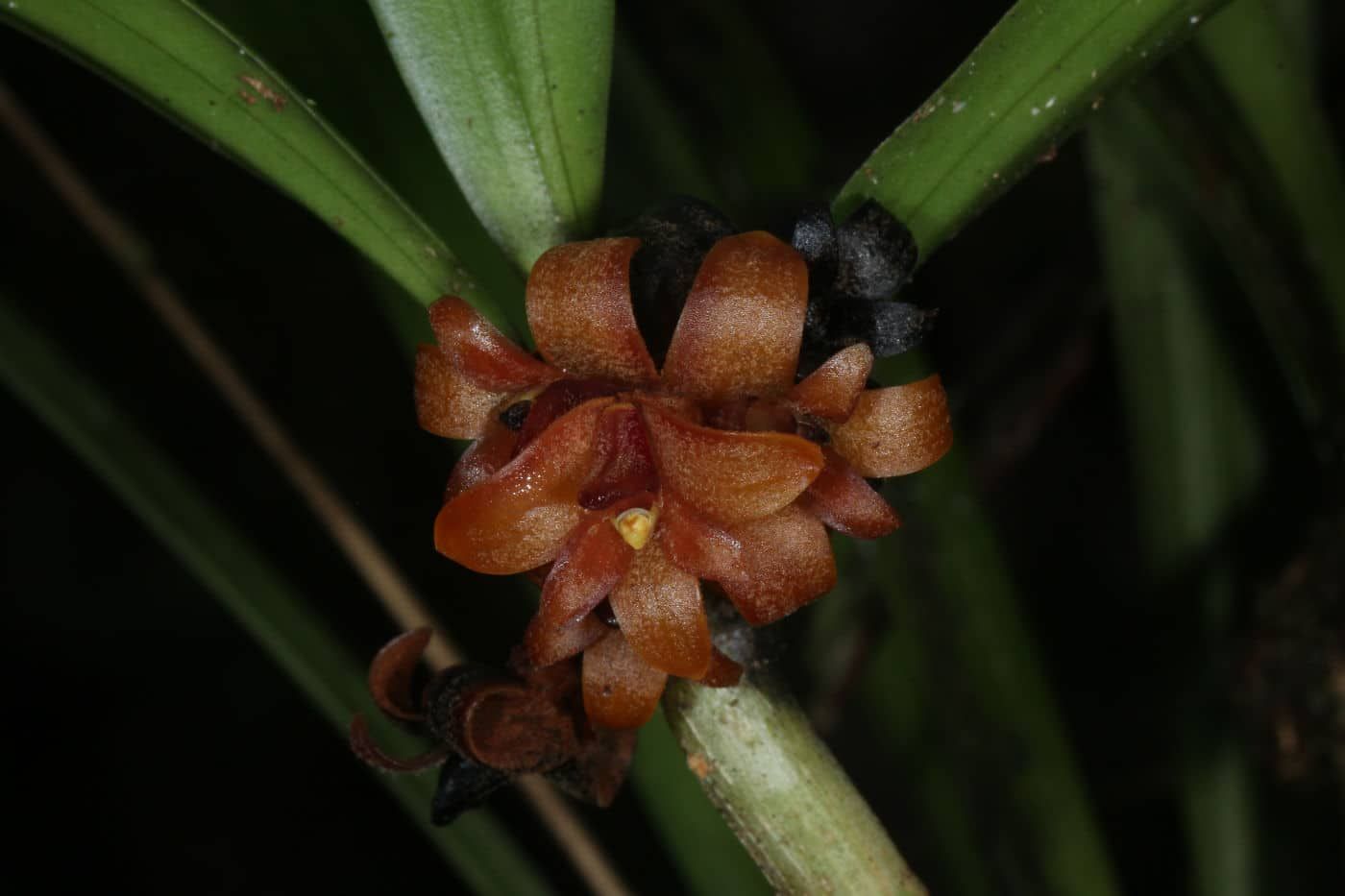 Orchid Digest Photo Gallery | Stunning Orchid Images