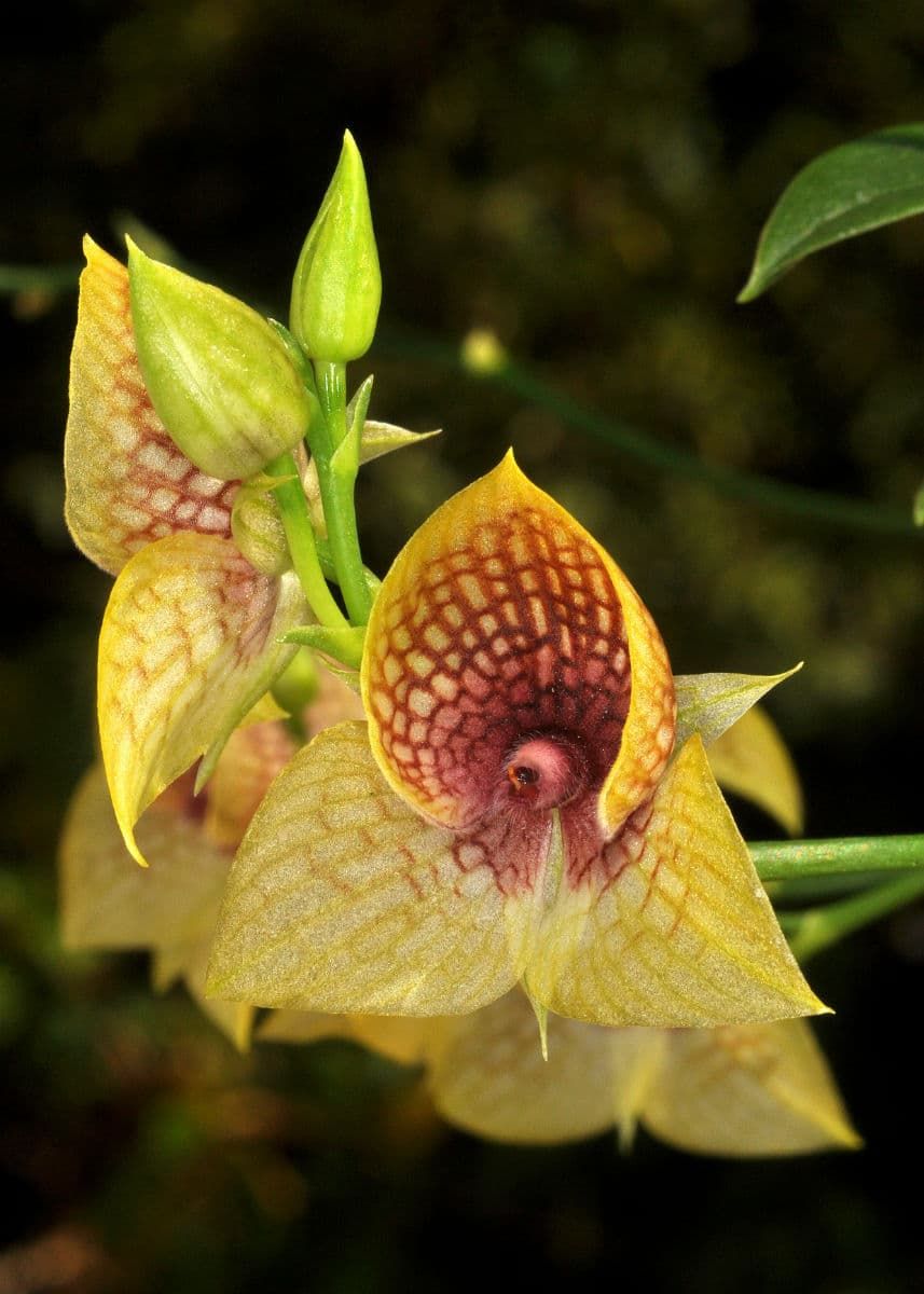 Orchid Digest Photo Gallery | Stunning Orchid Images