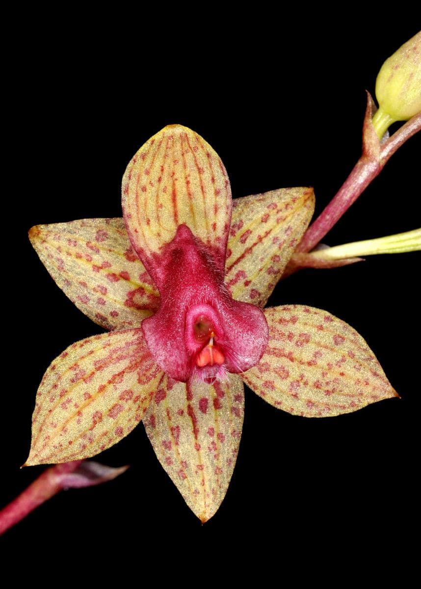 Orchid Digest Photo Gallery | Stunning Orchid Images