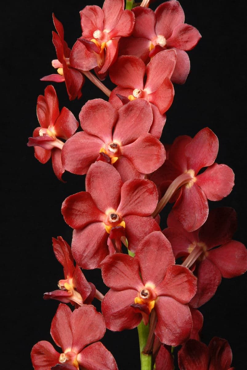 Orchid Digest Photo Gallery | Stunning Orchid Images