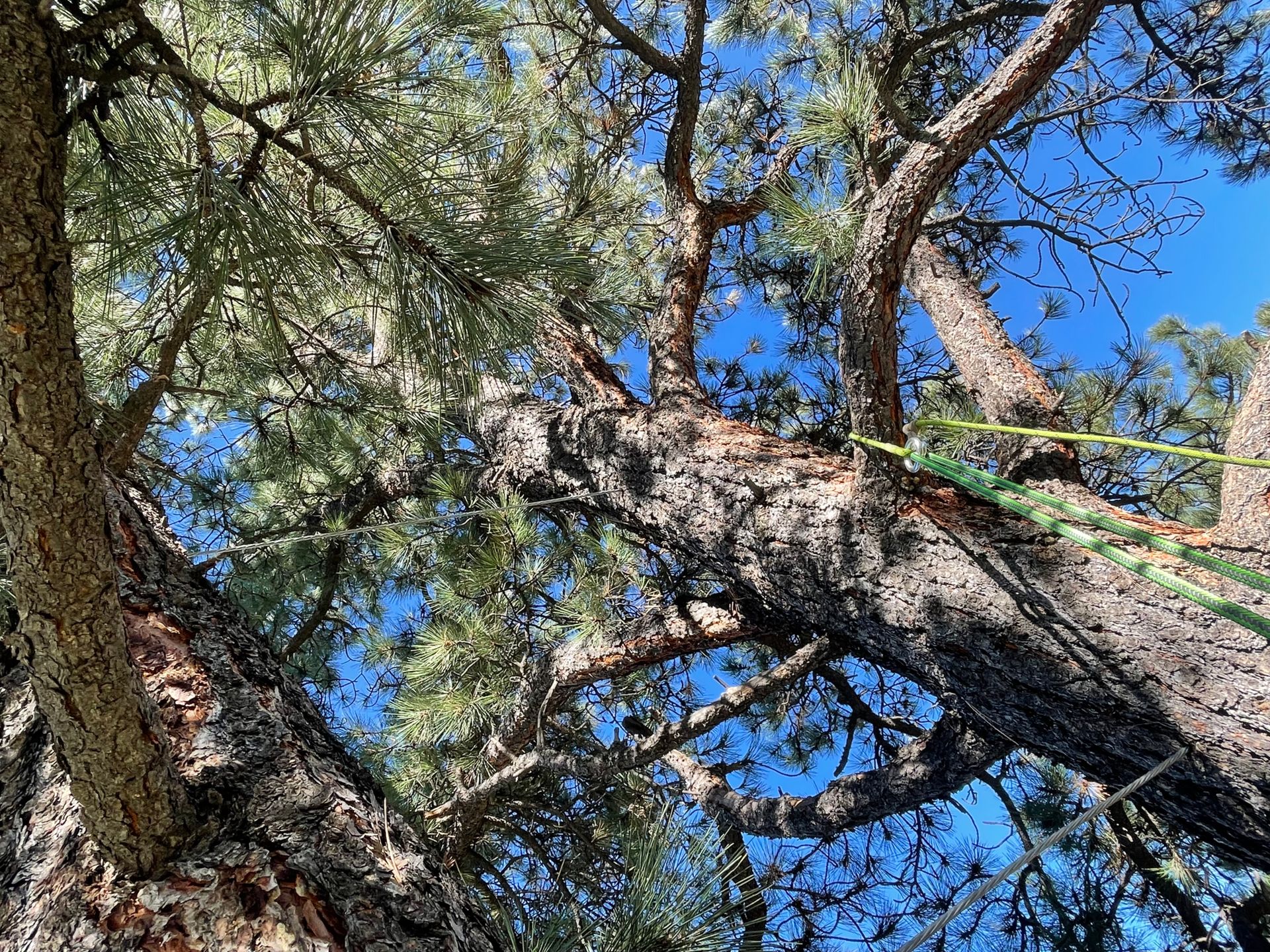Taos Tree - Preserving the beauty of Taos, one tree at a time