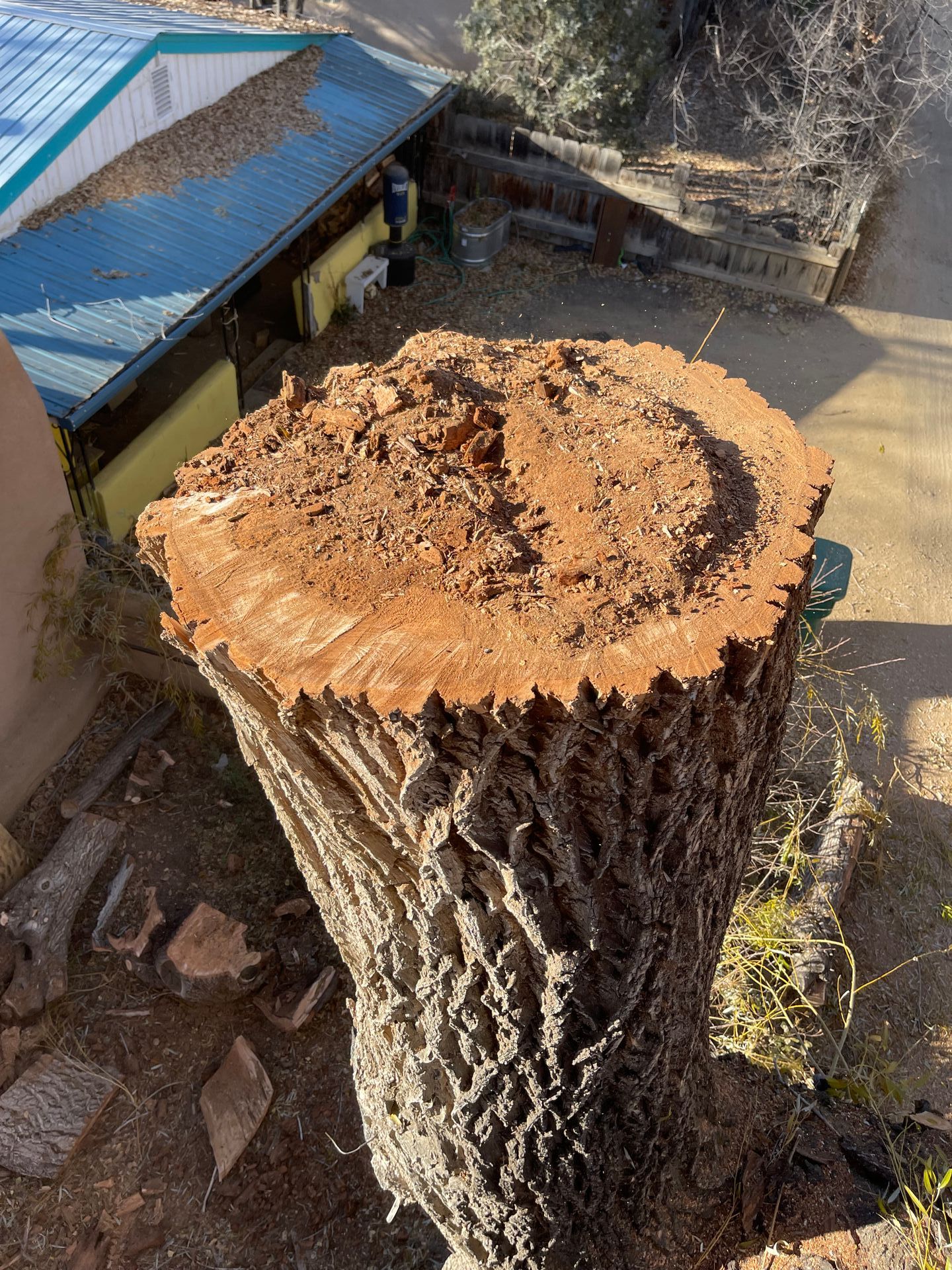 Taos Tree - Preserving the beauty of Taos, one tree at a time