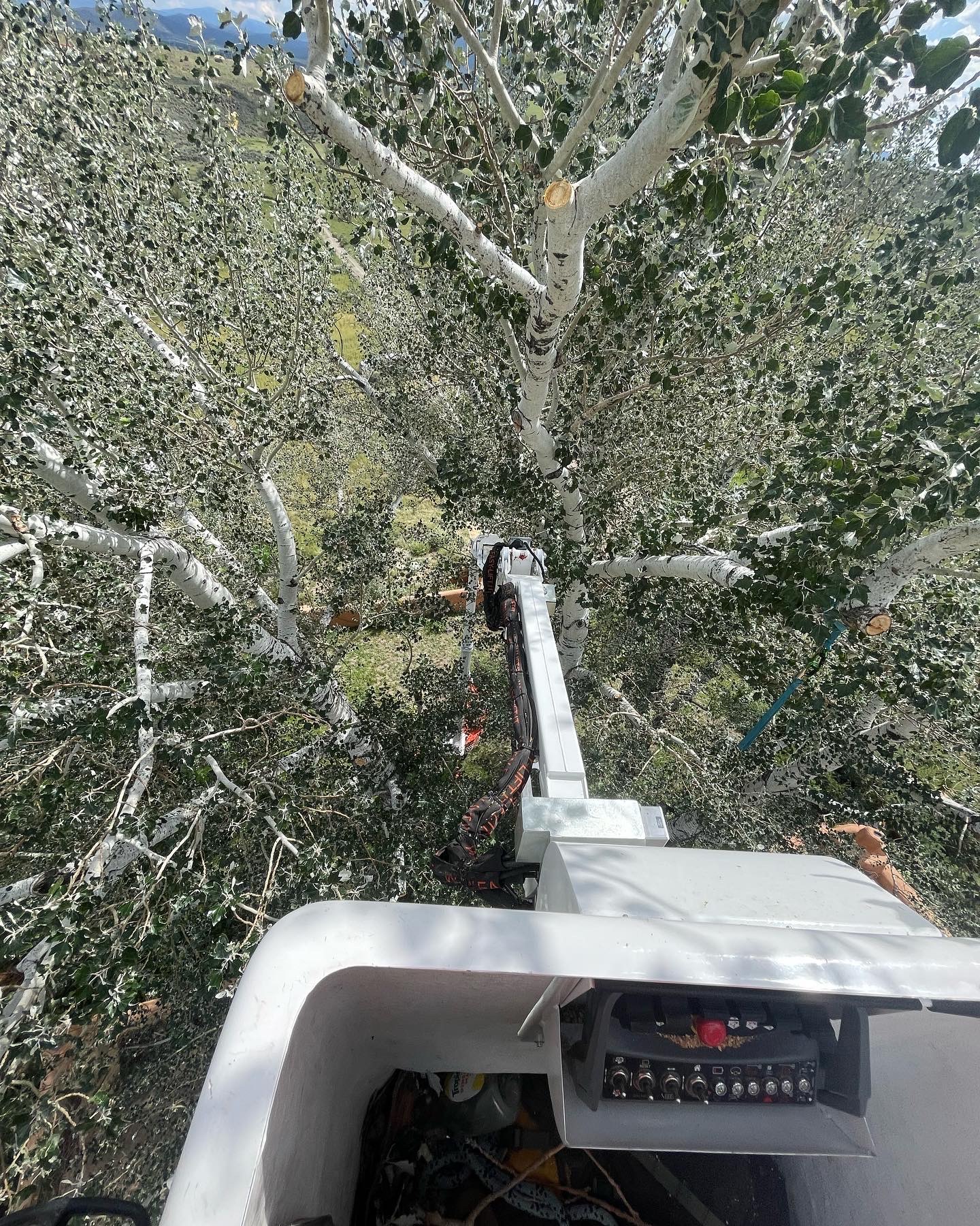 Taos Tree - Preserving the beauty of Taos, one tree at a time