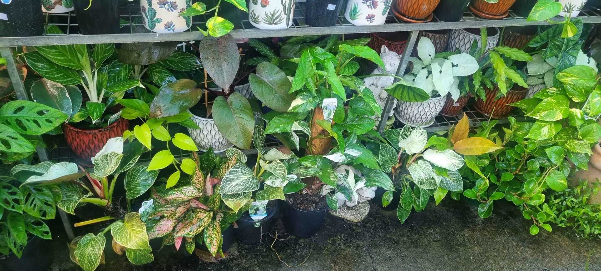 Nursery Retail | Valley Garden Centre, Kempsey