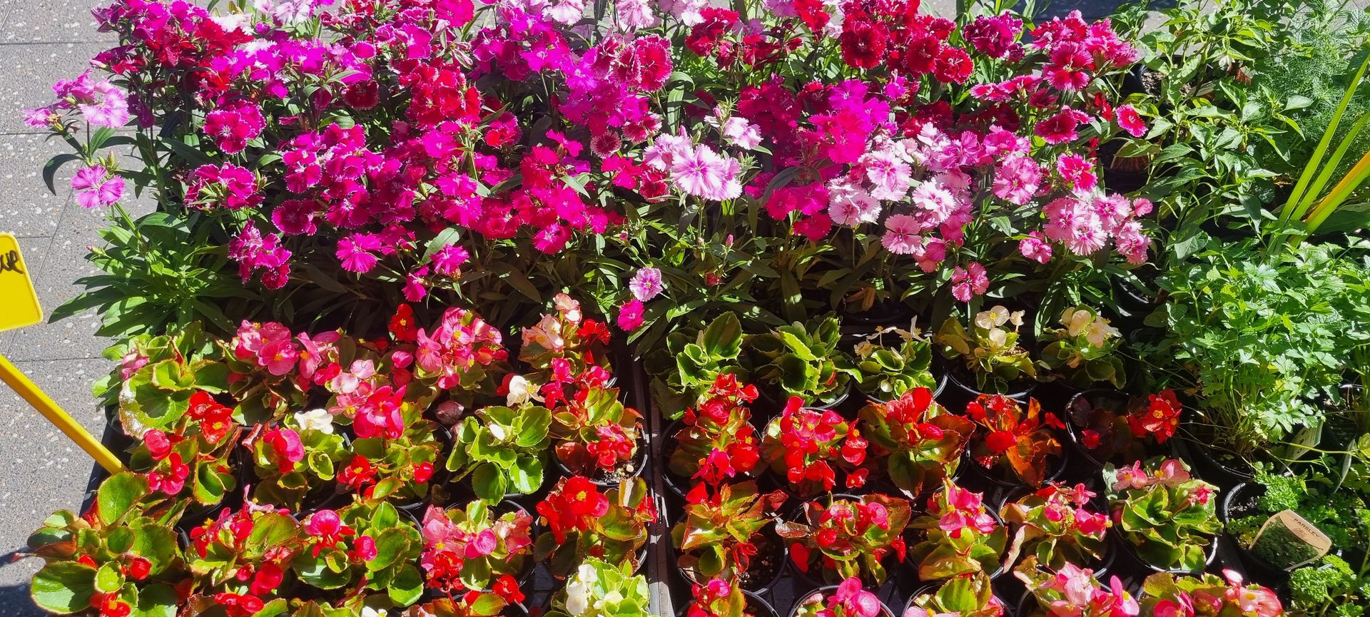 Nursery Retail | Valley Garden Centre, Kempsey