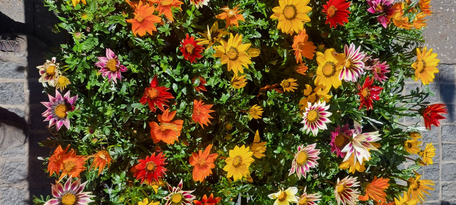 Nursery Retail | Valley Garden Centre, Kempsey