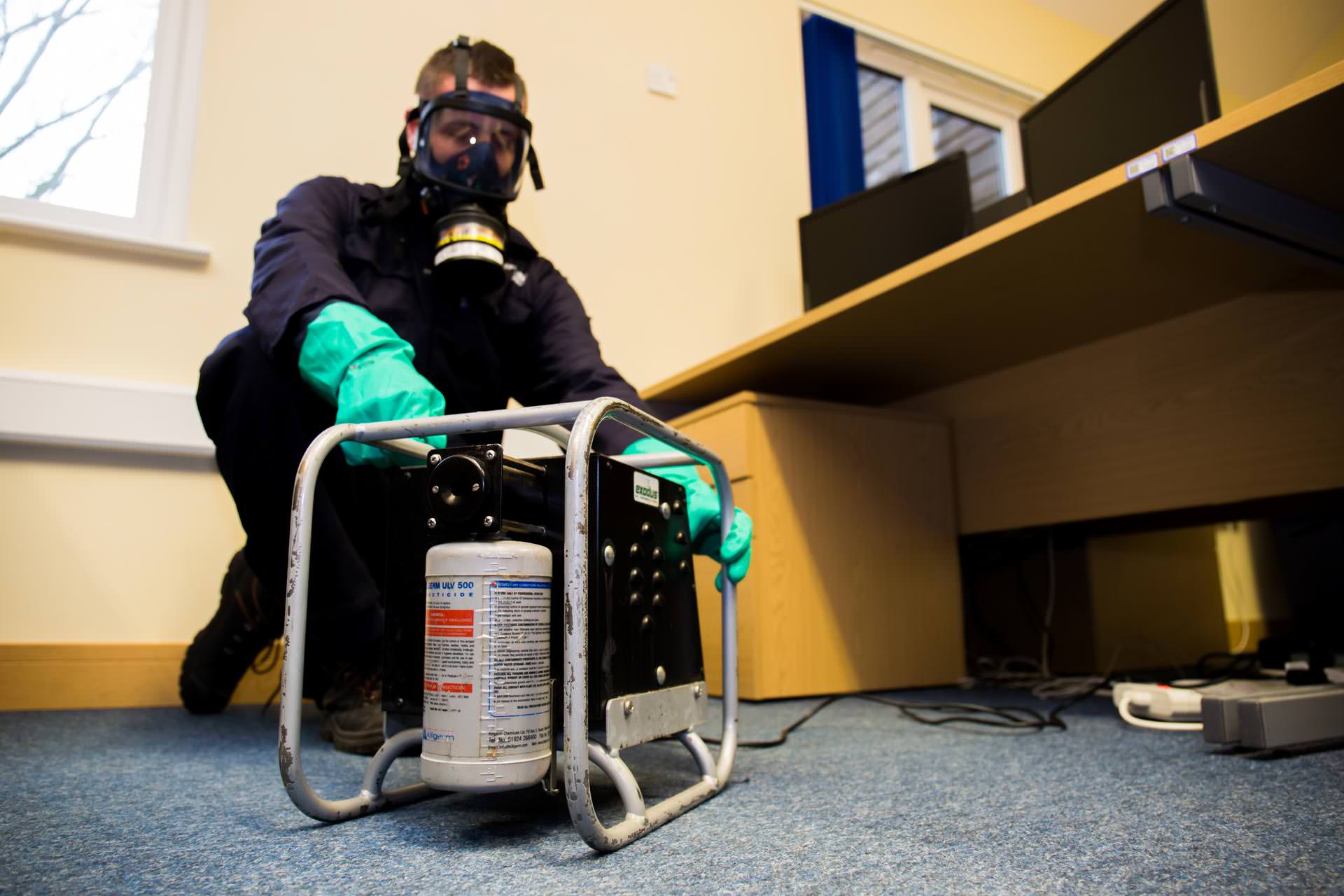 Cluster Fly Control & Treatments - Maidstone