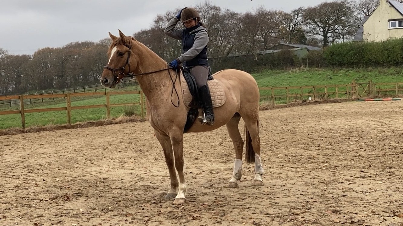 Home [www.fernfieldequestrian.co.uk]