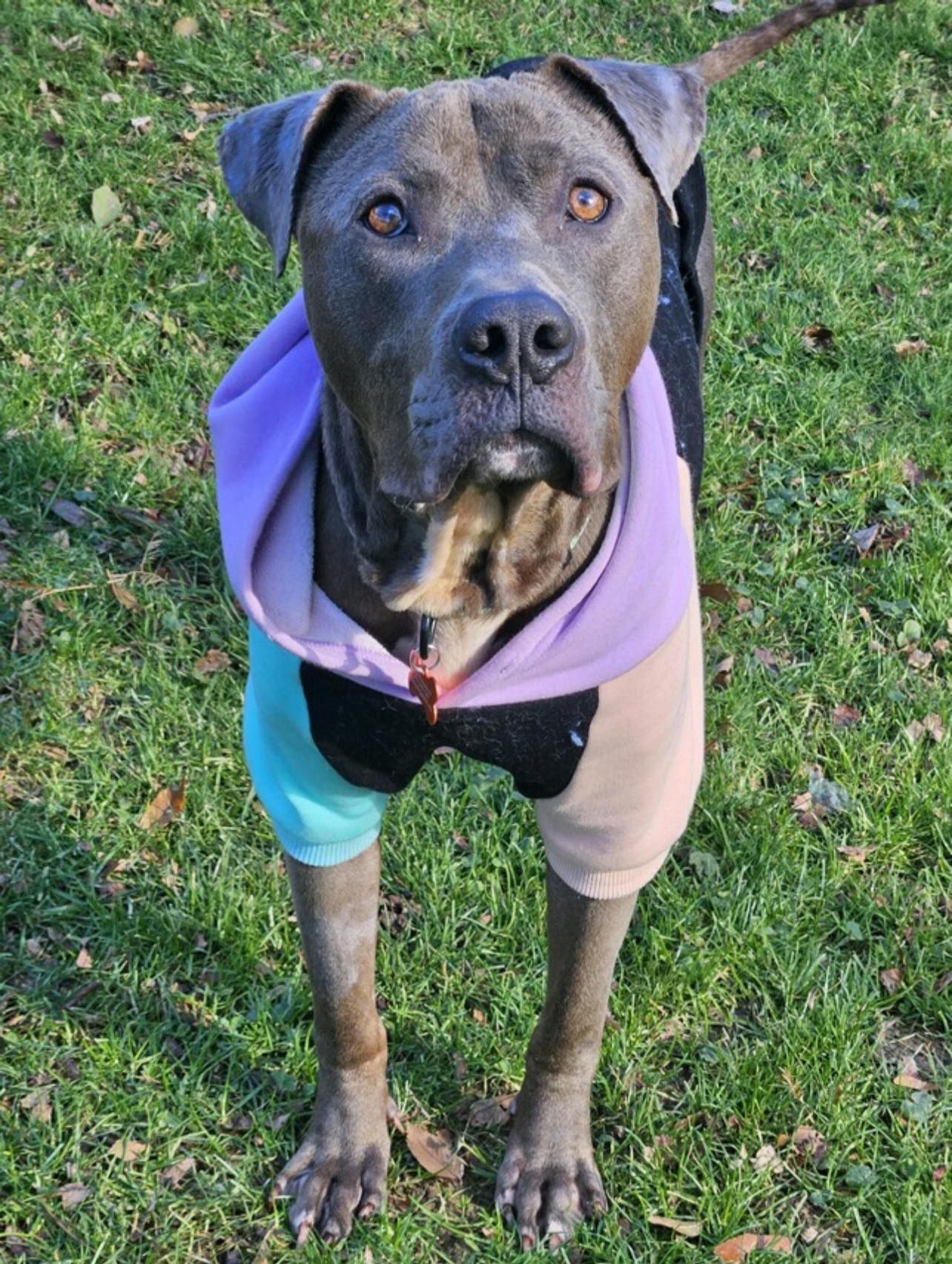 Abby's Angels Animal Haven | PA Non-Profit, Foster-Based Dog Rescue