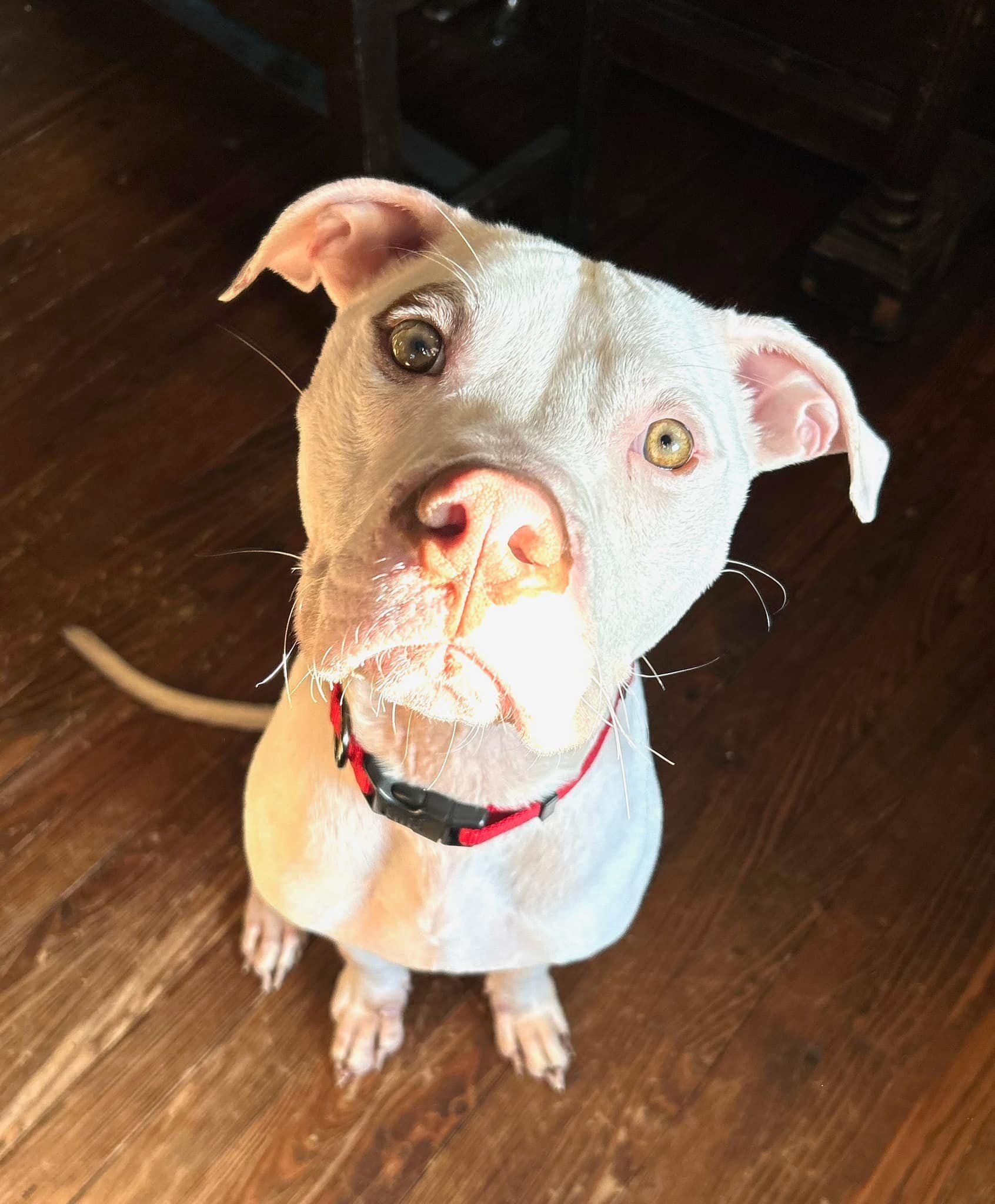 Abby's Angels Animal Haven | PA Non-Profit, Foster-Based Dog Rescue