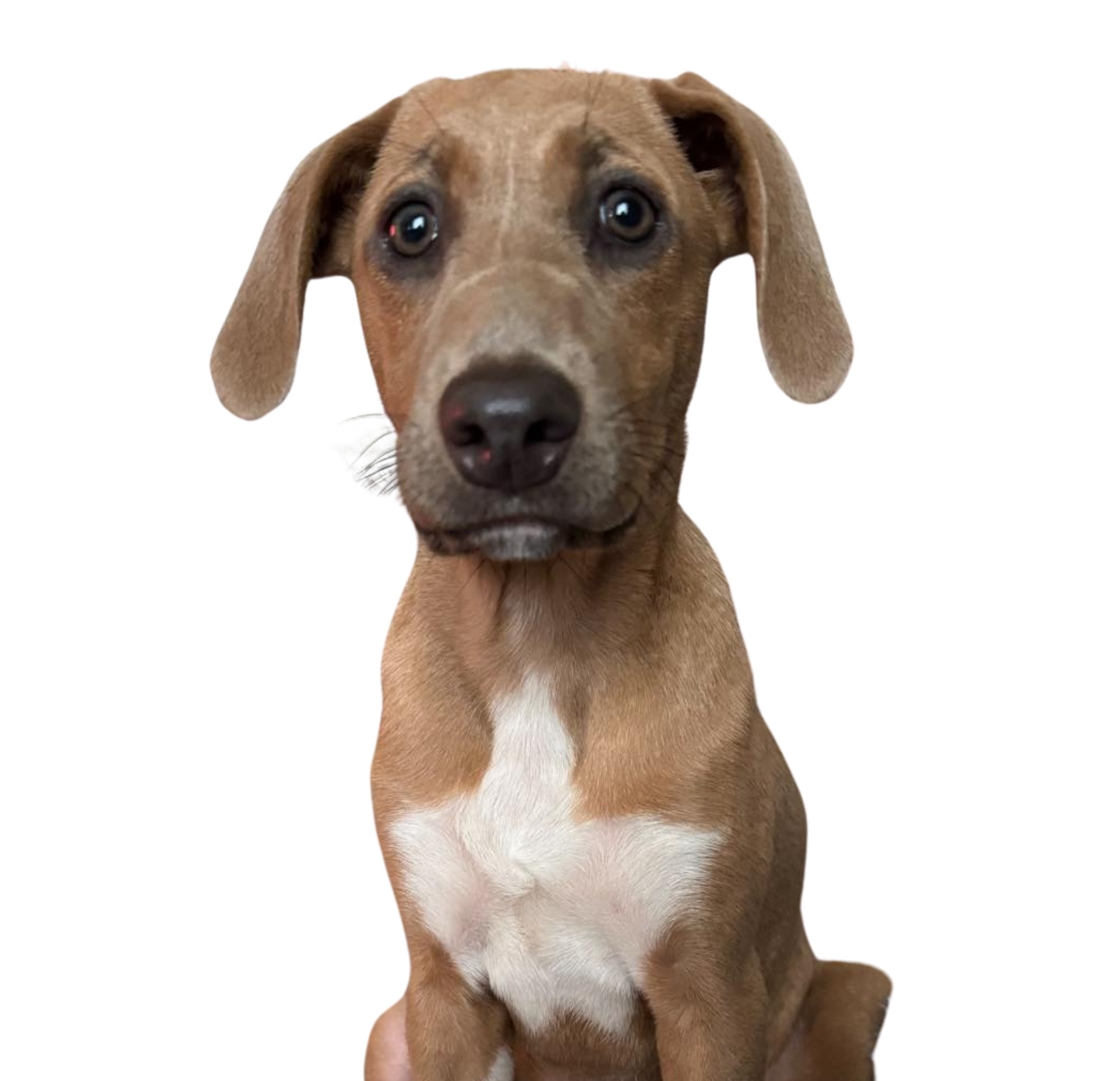 Abby's Angels Animal Haven | Dog Rescue Near Scranton, PA