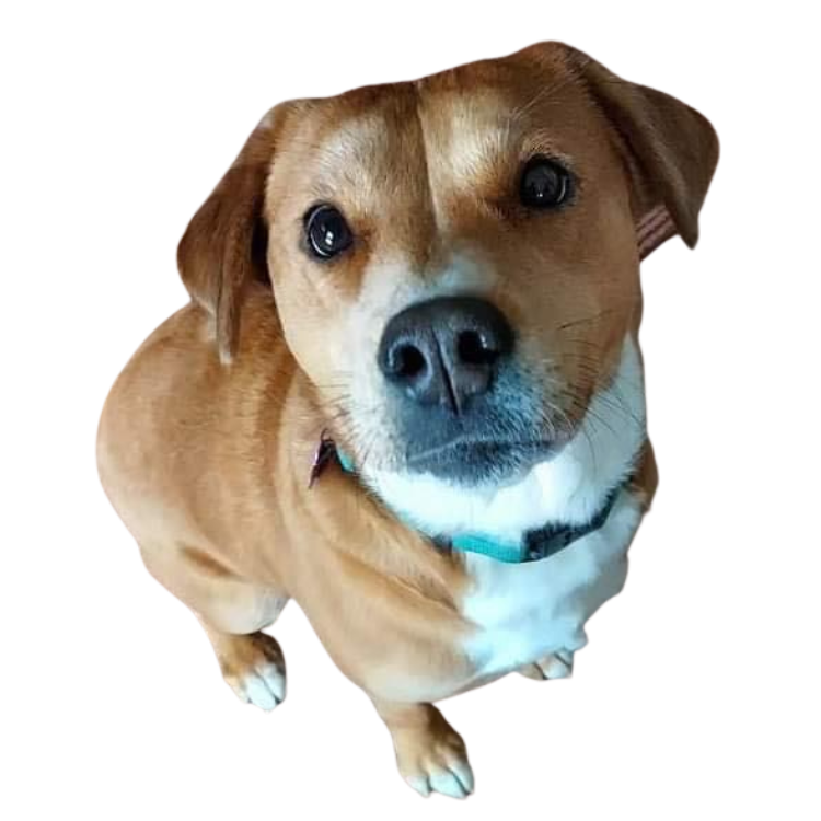 Abby's Angels Animal Haven | Dog Rescue, Dog Adoption Service - PA