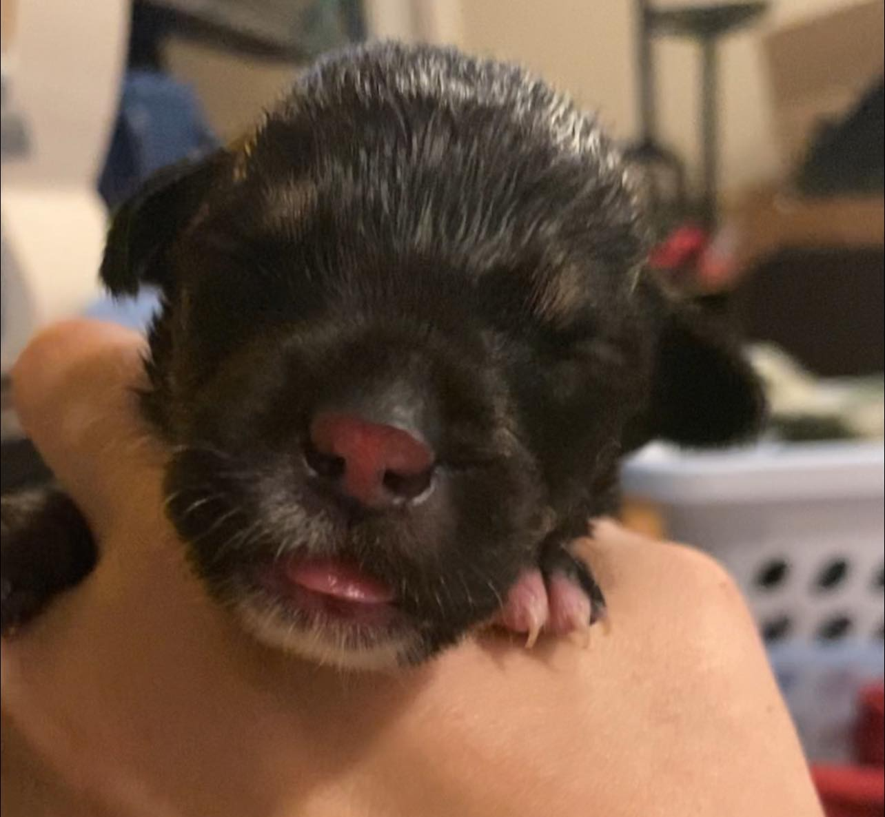 Miracle Pup Leah | A Look Back As She Finds Her Forever Home