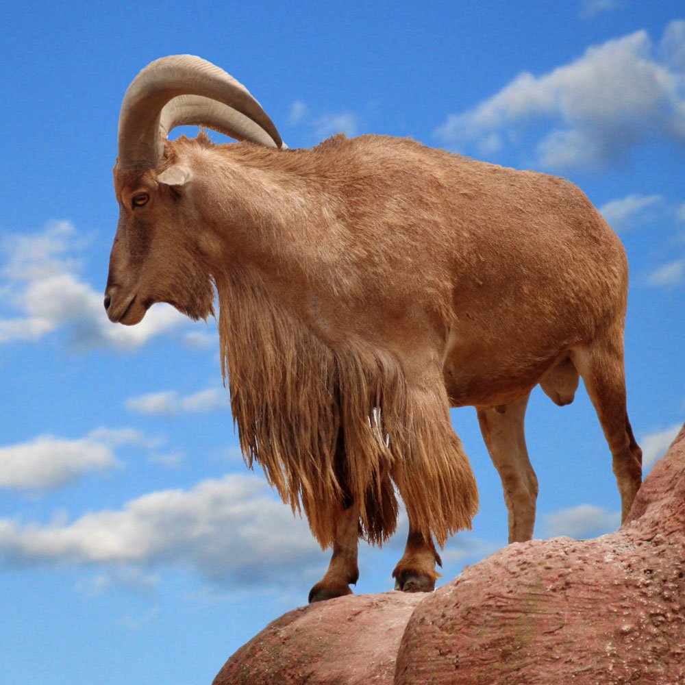 Sheep Hunting Near DFW, TX | Ranger Ridge Estates