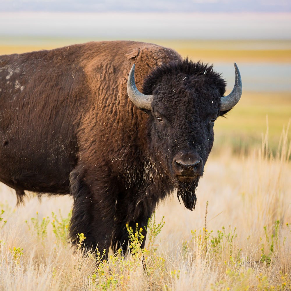 Exotic Game Hunting Near DFW, TX | Ranger Ridge Estate