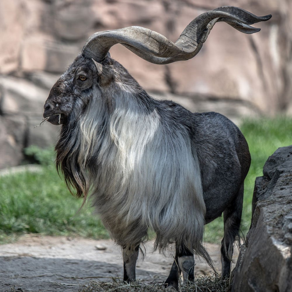 Goat Hunting Near DFW, TX | Ranger Ridge in Dallas, TX