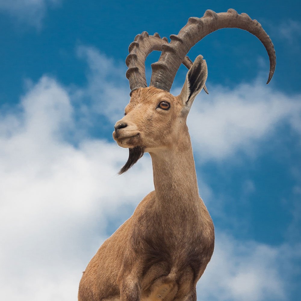 Goat Hunting Near DFW, TX | Ranger Ridge in Dallas, TX