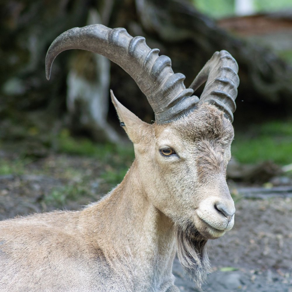 Sheep Hunting Near DFW, TX | Ranger Ridge Estates