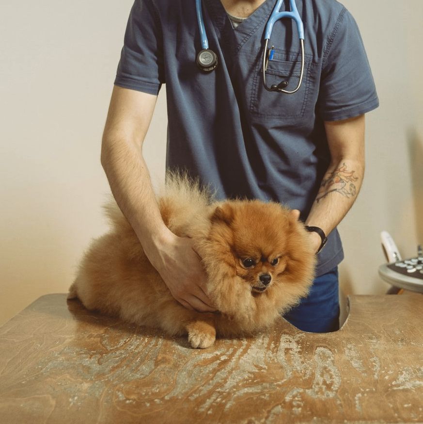 Animal General Hospital ~ Veterinarian in Miami