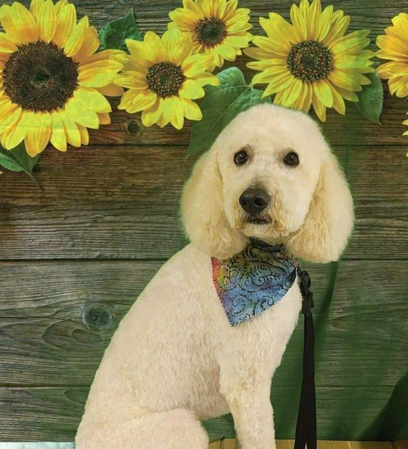 Pet Pictures | Dayton, OH | Pawsitively Perfect Grooming