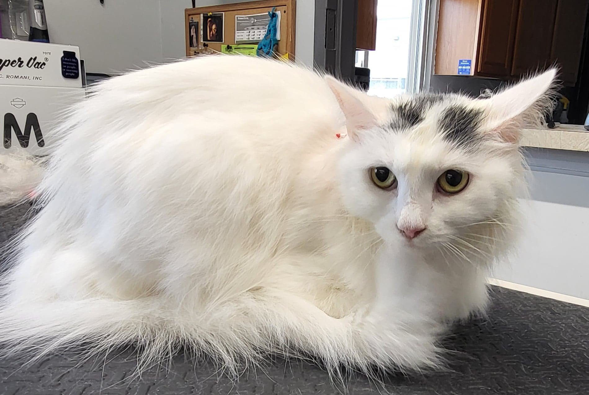 Pet Bathing & Grooming | Dayton, OH | Pawsitively Perfect