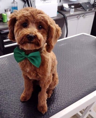 Pet Bathing & Grooming | Dayton, OH | Pawsitively Perfect