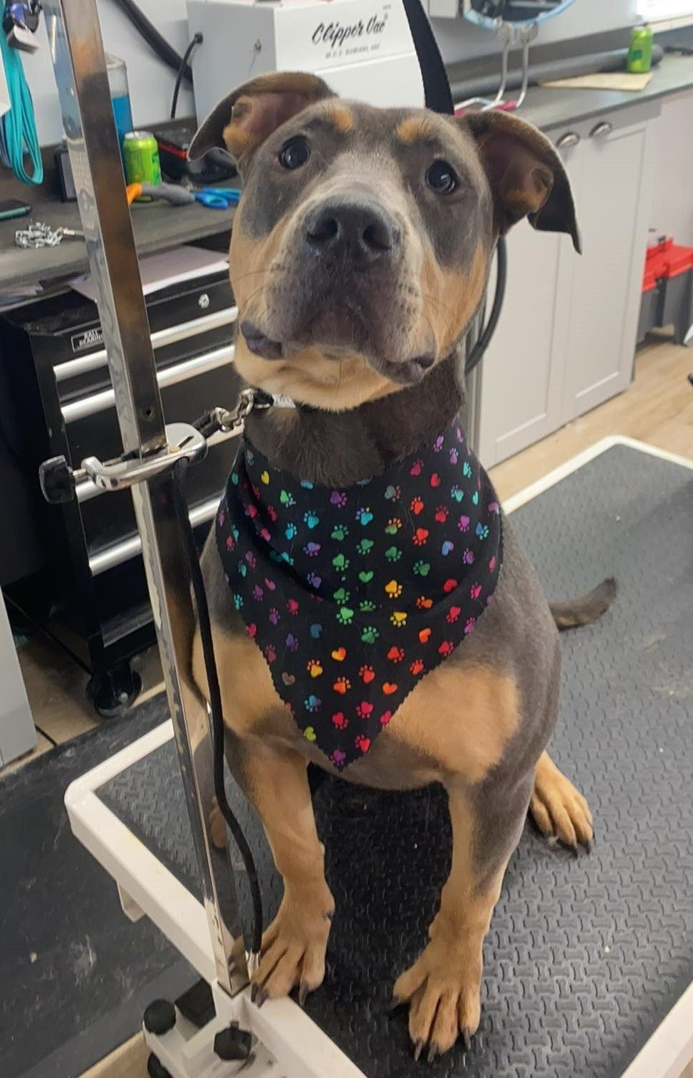 Pet Pictures | Dayton, OH | Pawsitively Perfect Grooming