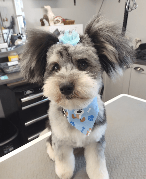 Pet Pictures | Dayton, OH | Pawsitively Perfect Grooming