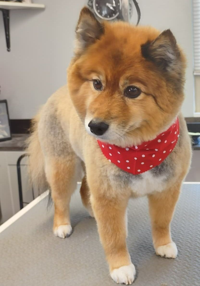 Pet Pictures | Dayton, OH | Pawsitively Perfect Grooming