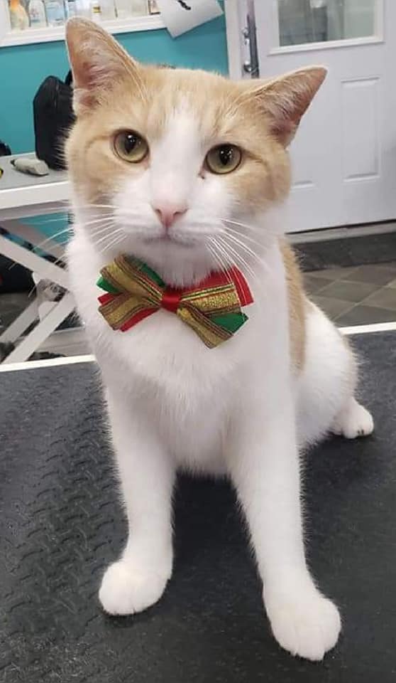 Dog and Cat Grooming | Dayton, OH | Pawsitively Perfect