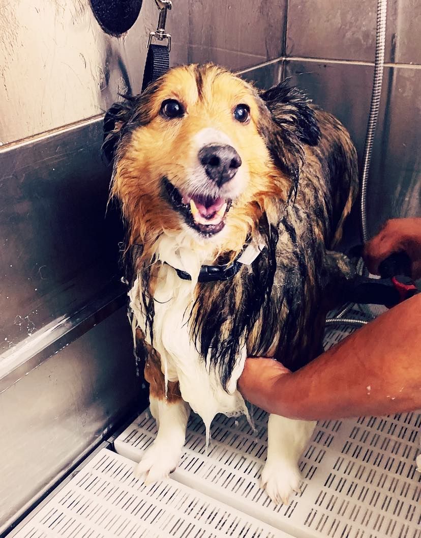 Self-Grooming | Dayton, OH | Pawsitively Perfect Grooming