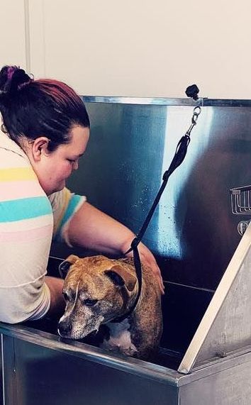 Self-Grooming | Dayton, OH | Pawsitively Perfect Grooming