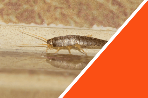 Fort Wayne, IN's #1 Choice For Pest Control