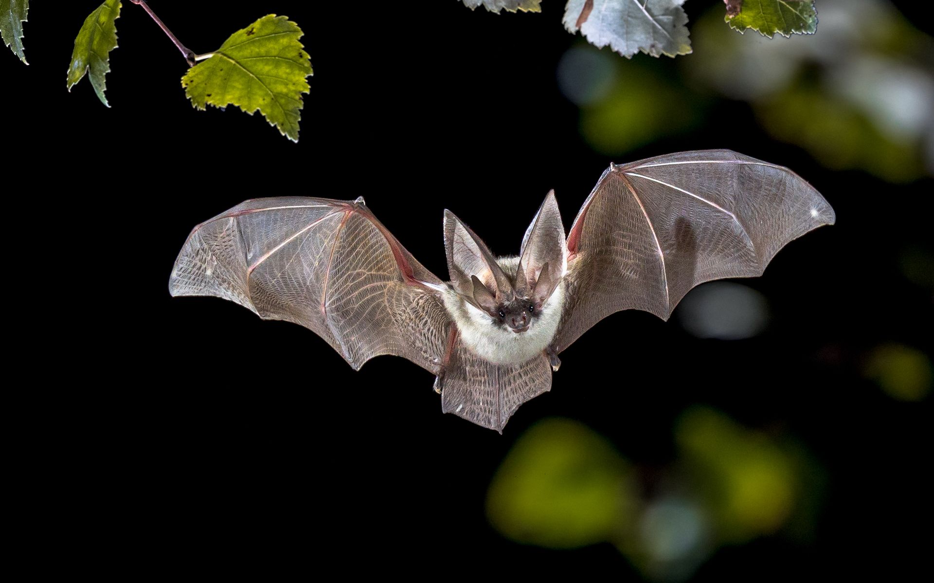 Removal Services | Shoreline Turf & Pest Control