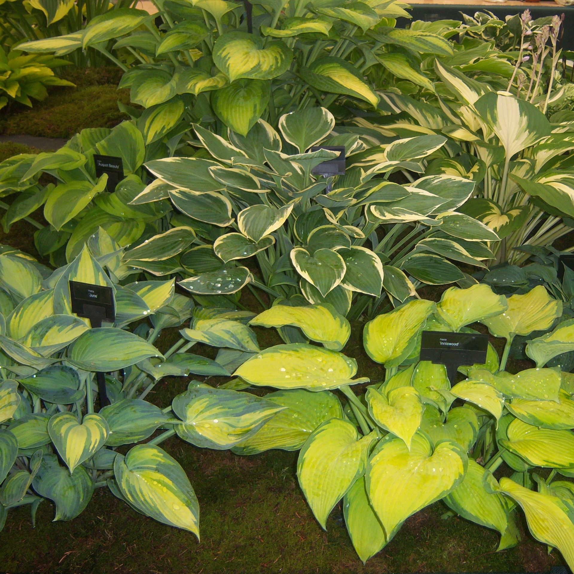 About Hostas | How to Care for Your Hosta | Bowdens