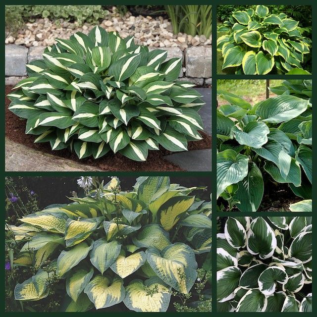 About Hostas | How to Care for Your Hosta | Bowdens