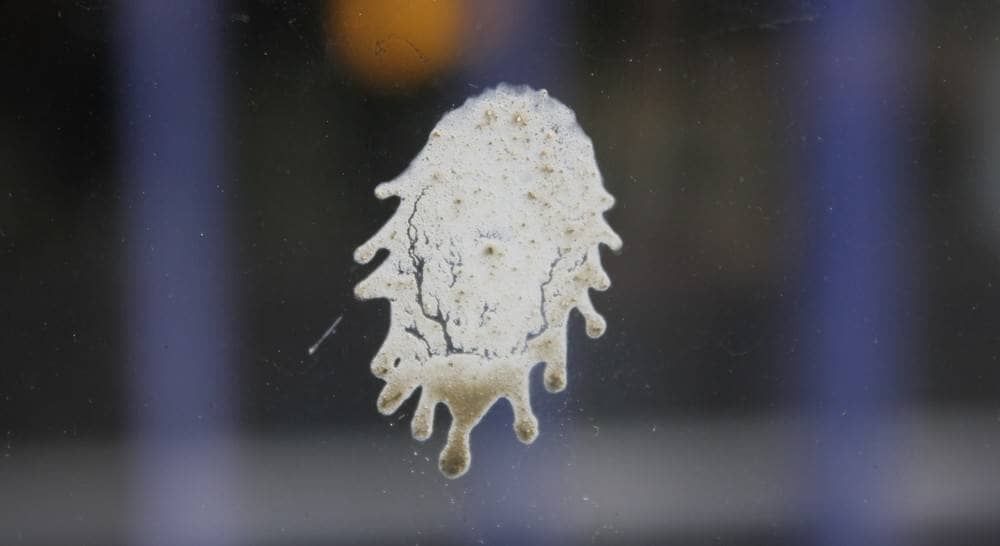 How to Clean High Windows with Bird Poop