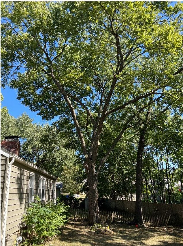 We Care Tree Care - Top Rated Tree Service - Independence, Missouri