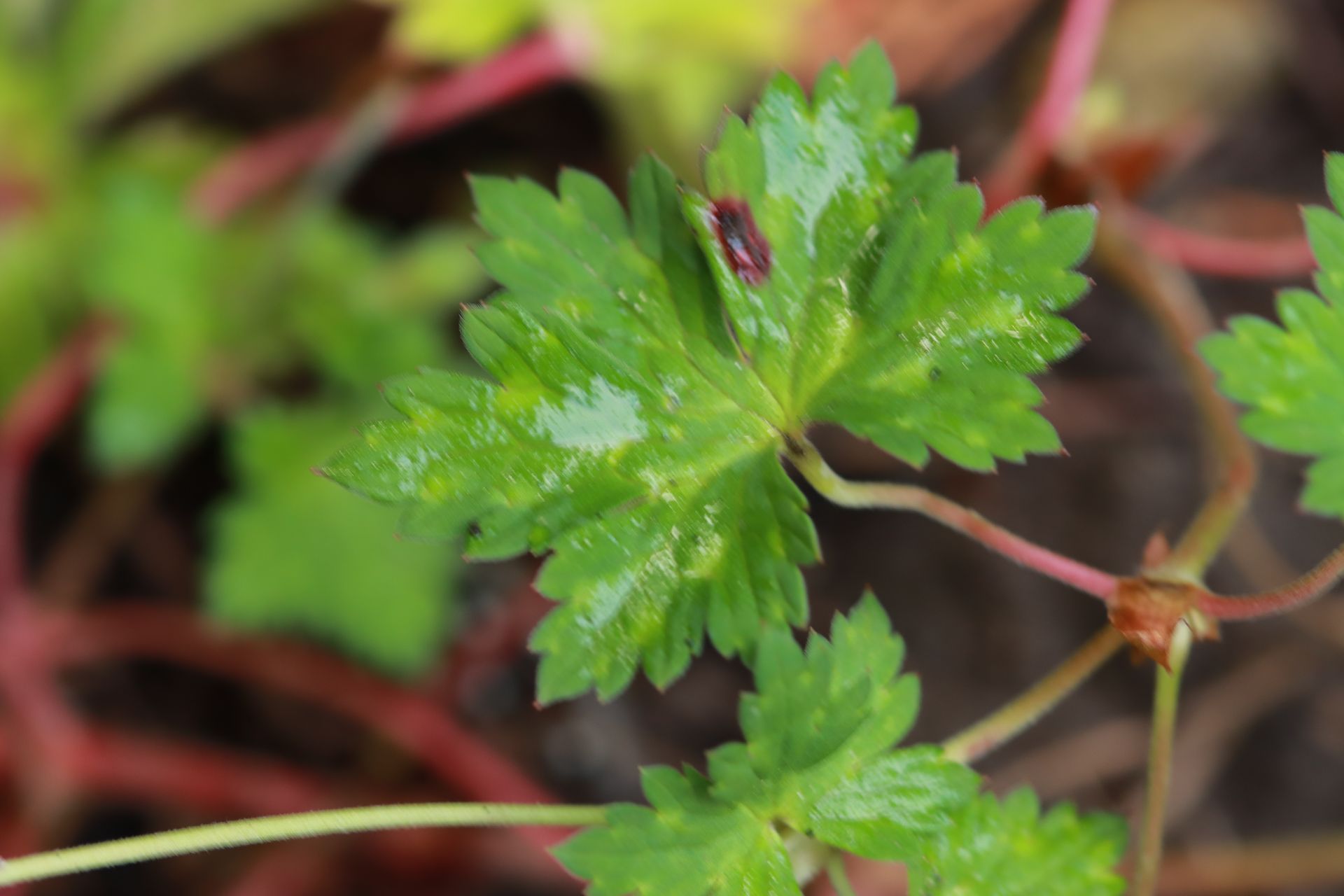 Geranium collectie