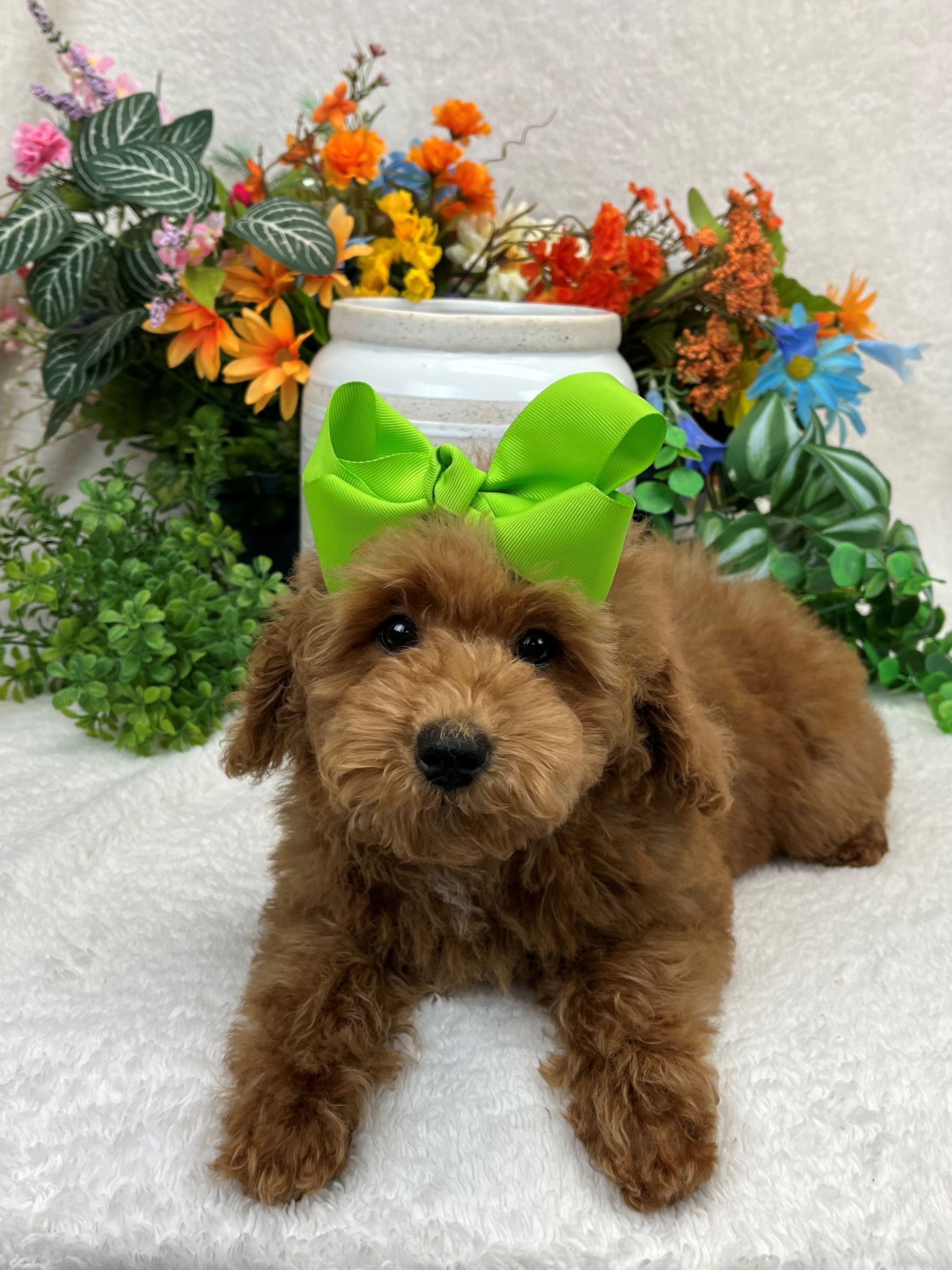 Mini Poodle Puppies, Miniature Poodle Puppies | Mini Poodles & Doodles