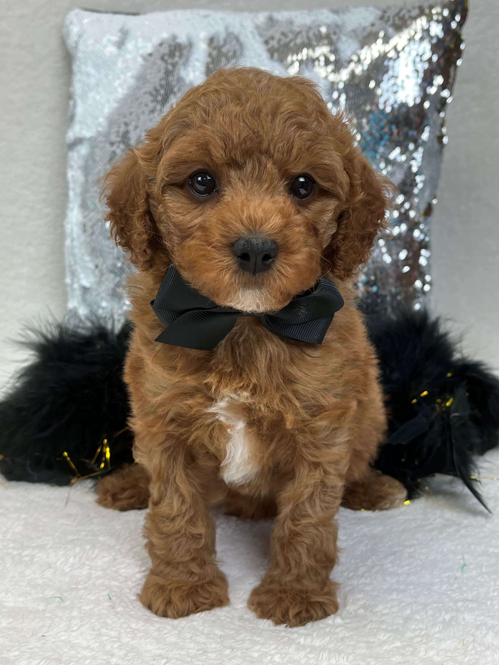 Cavapoo & Aussiedoodle Puppies | Mini Poodles & Doodles