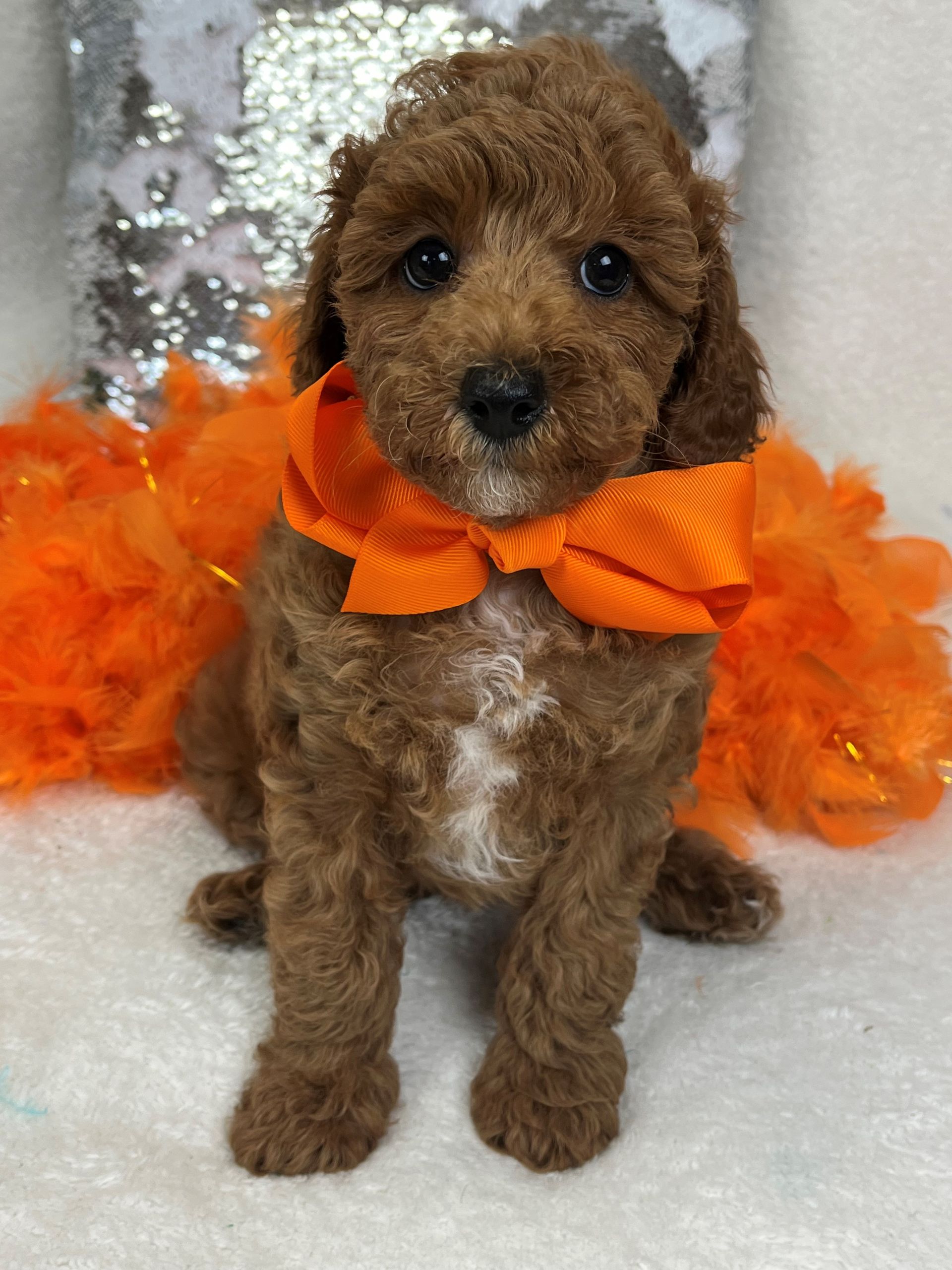 Mini Poodle Puppies, Miniature Poodle Puppies | Mini Poodles & Doodles