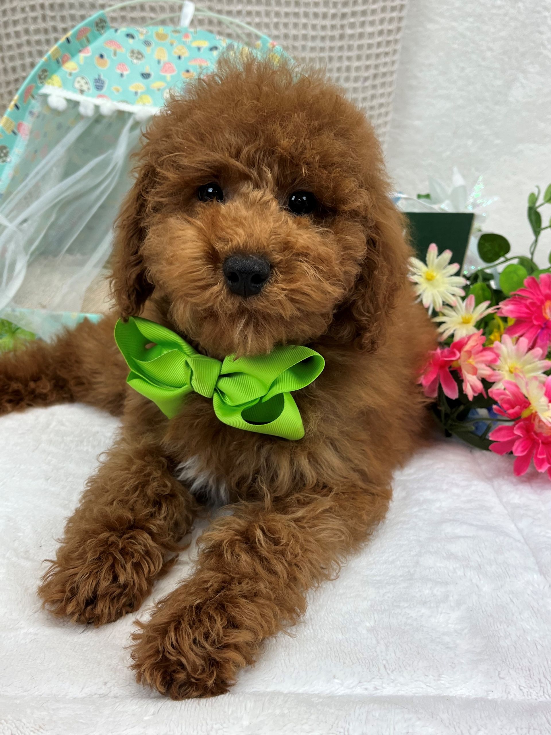 Mini Poodle Puppies, Miniature Poodle Puppies | Mini Poodles & Doodles