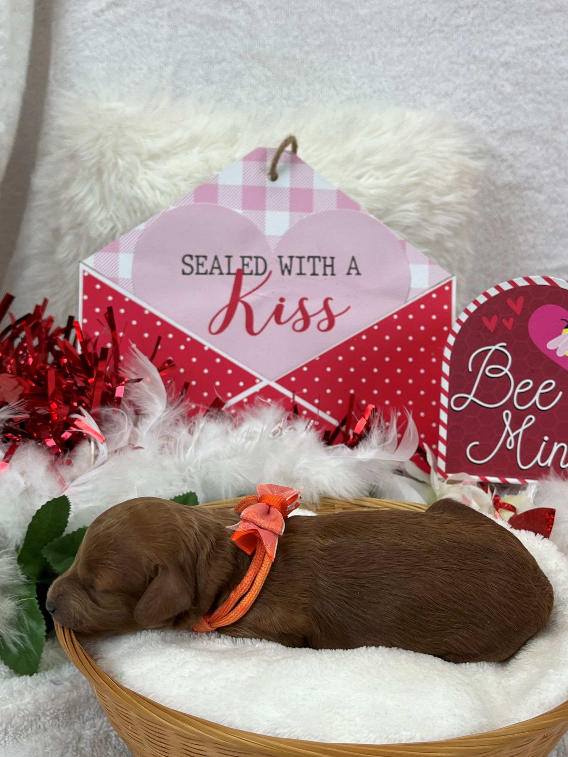 Mini Poodle Puppies, Miniature Poodle Puppies | Mini Poodles & Doodles